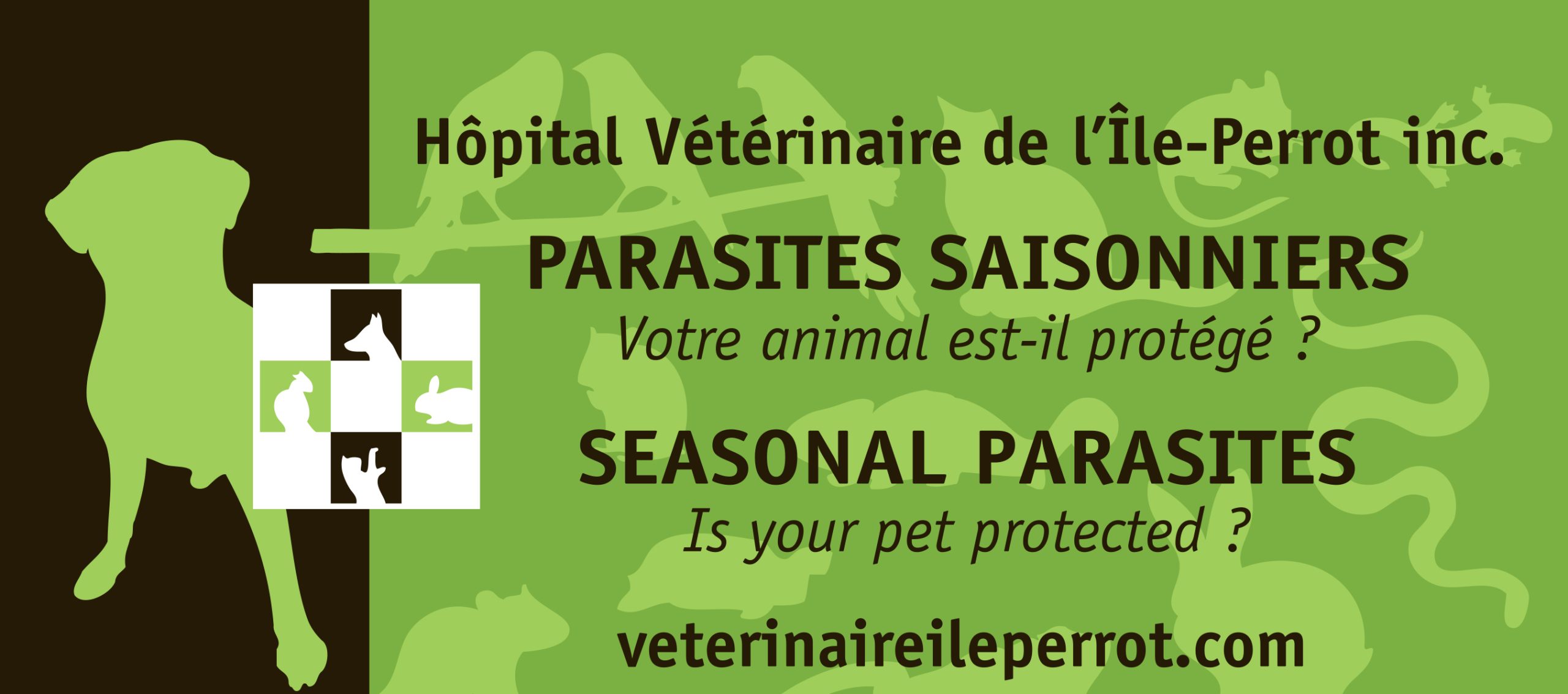 Parasites saisonniers : protégez votre chat! - Hopital Veterinaire de ...